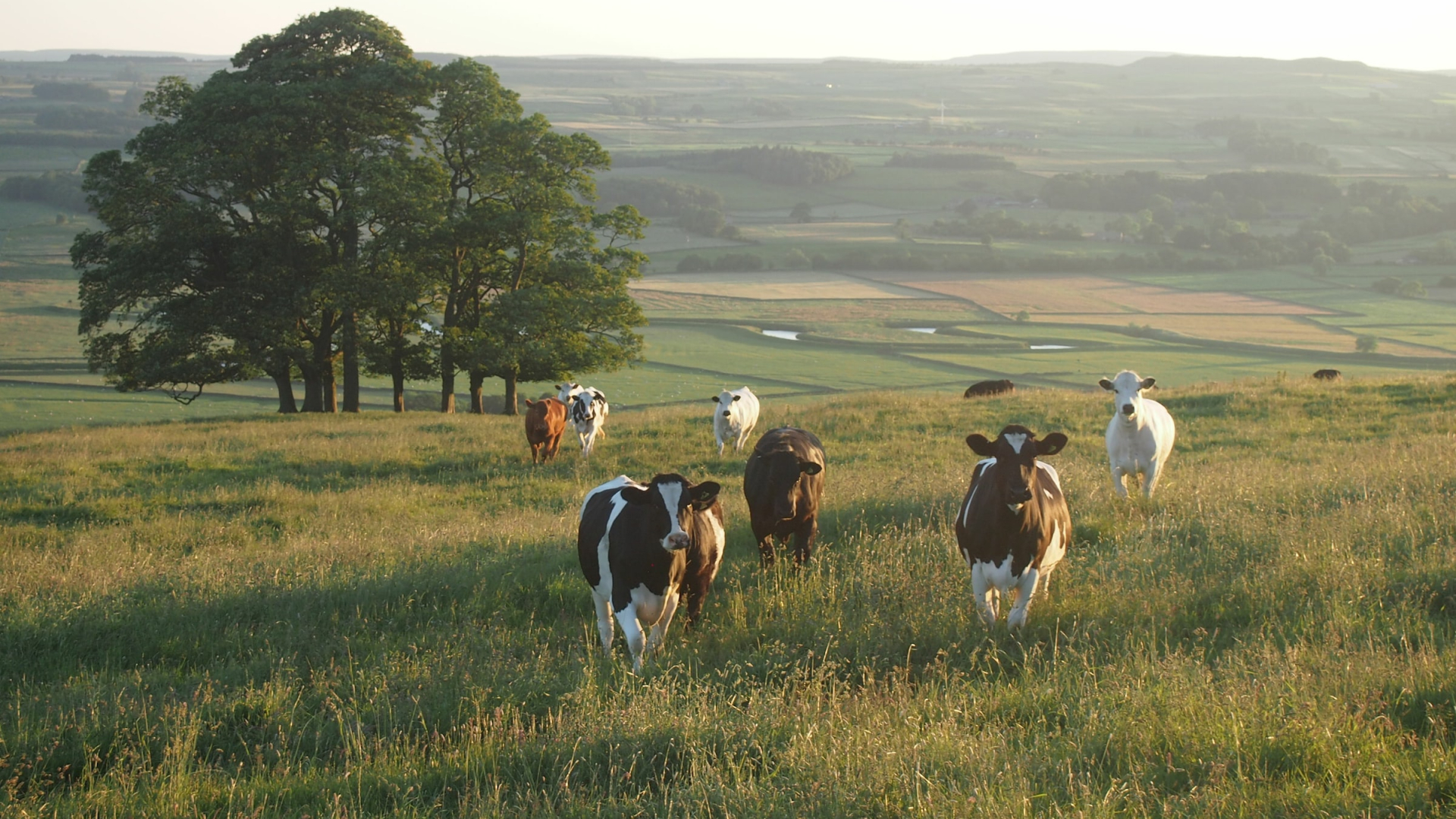 First Milk Benefits | Sign up